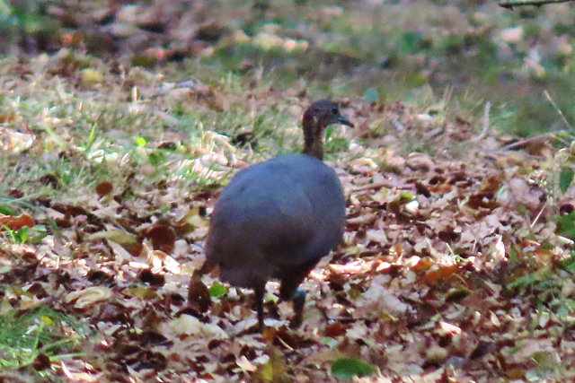 Foto macuco (Tinamus solitarius) Por Mônica de Brito | Wiki Aves - A ...