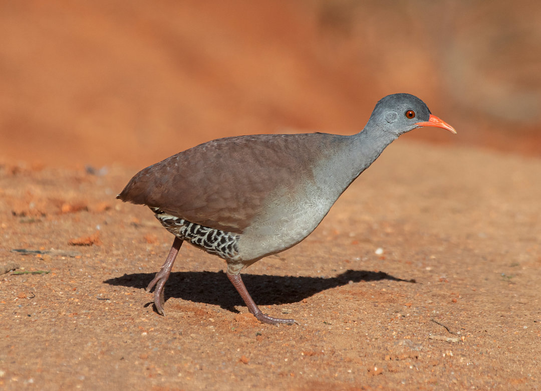 Foto inhambu-chintã (Crypturellus tataupa) Por Alenilson Rodrigues ...
