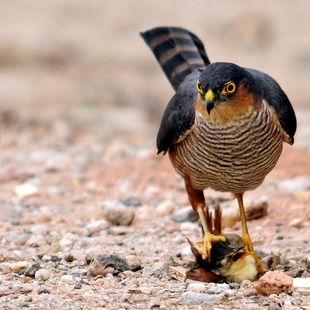 Accipitriformes | WikiAves - A Enciclopédia das Aves do Brasil