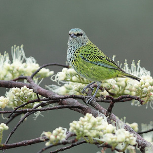 saíra-negaça (Tangara punctata) | WikiAves - A Enciclopédia das Aves do ...