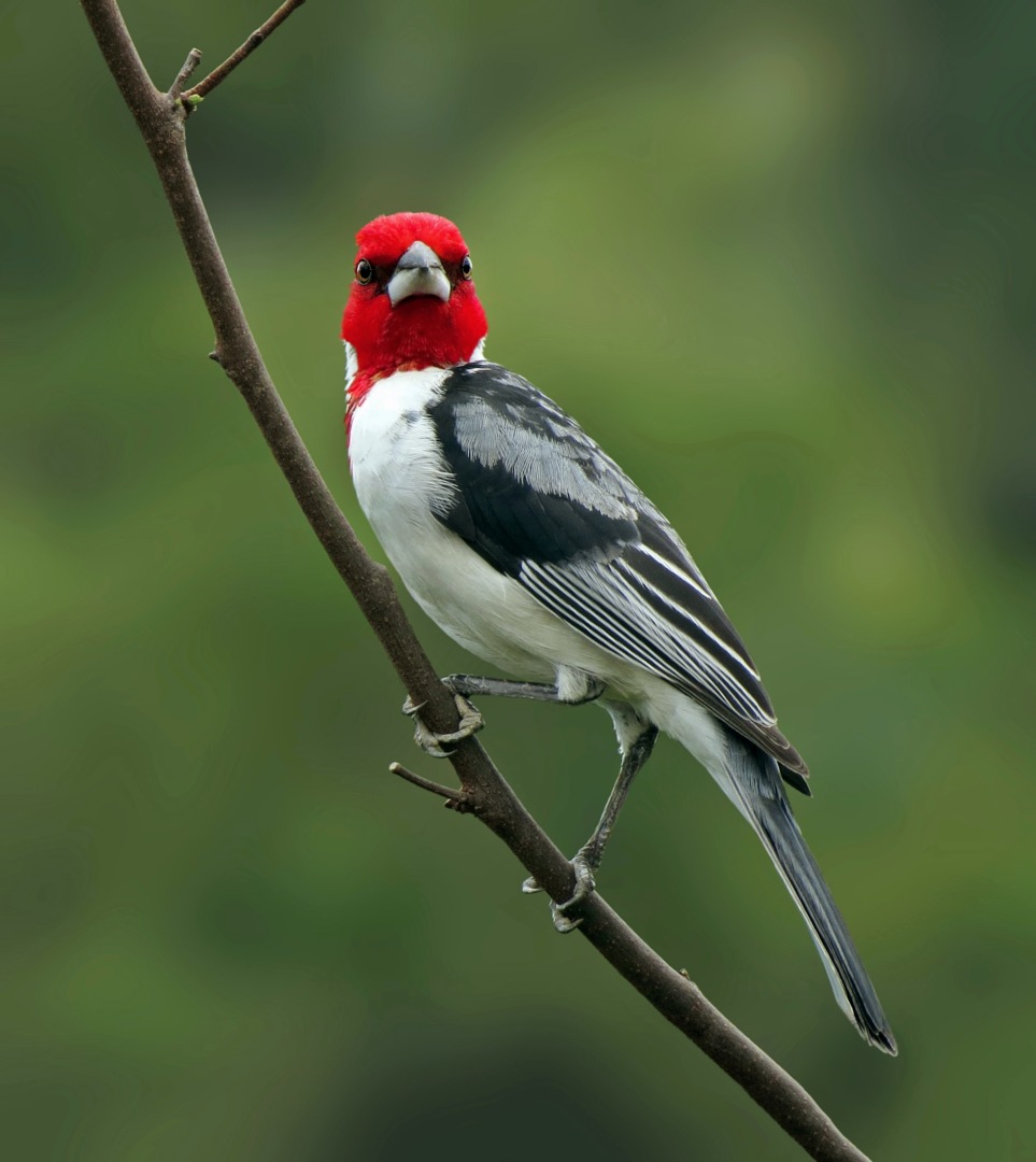 Foto cardeal-do-nordeste (Paroaria dominicana) Por Celso De Castro ...