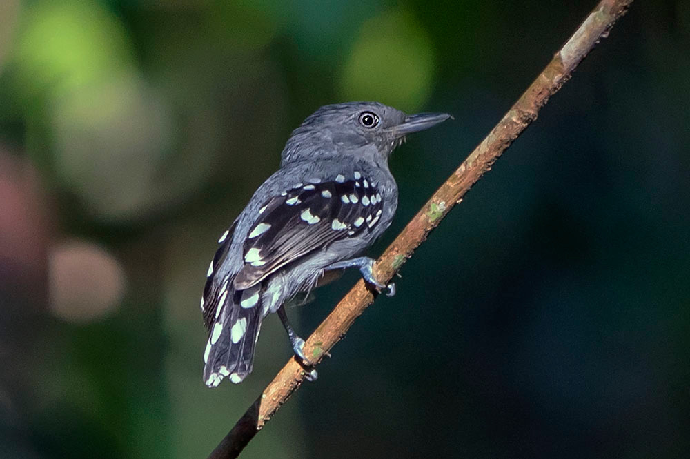 Foto choca-pintada (Megastictus margaritatus) Por Marco Guedes | Wiki ...