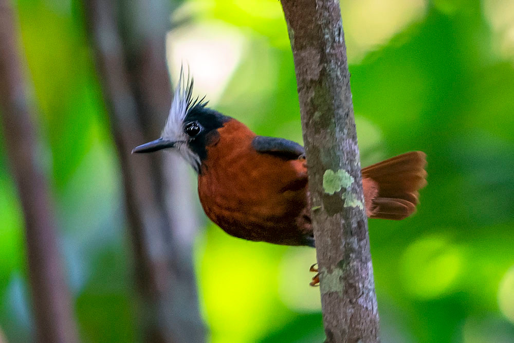 Foto papa-formiga-de-topete (Pithys albifrons) Por Marco Guedes | Wiki ...