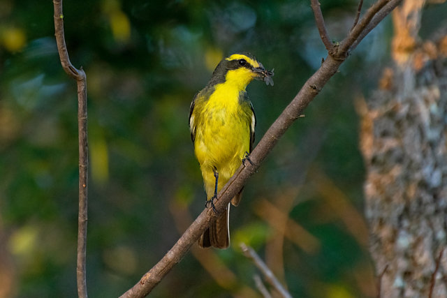 Foto suiriri-pequeno (Satrapa icterophrys) Por Thiago Martins | Wiki ...