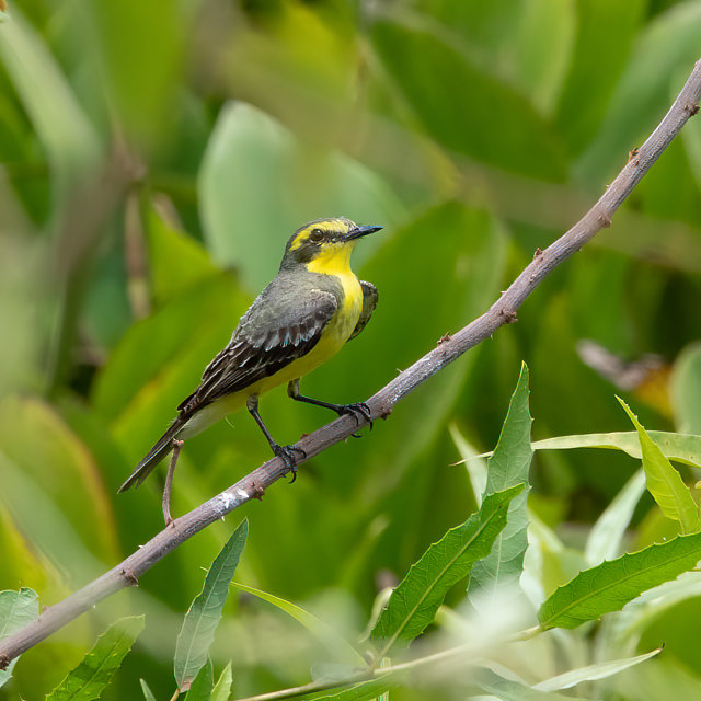Foto suiriri-pequeno (Satrapa icterophrys) Por Wilson Vieira Pr | Wiki ...