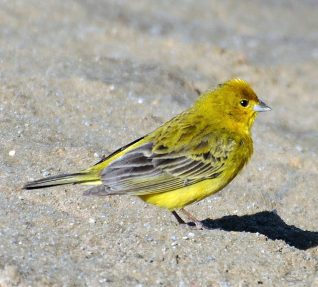 Foto canário-rasteiro (Sicalis citrina) Por Wander Estêvão | Wiki Aves ...