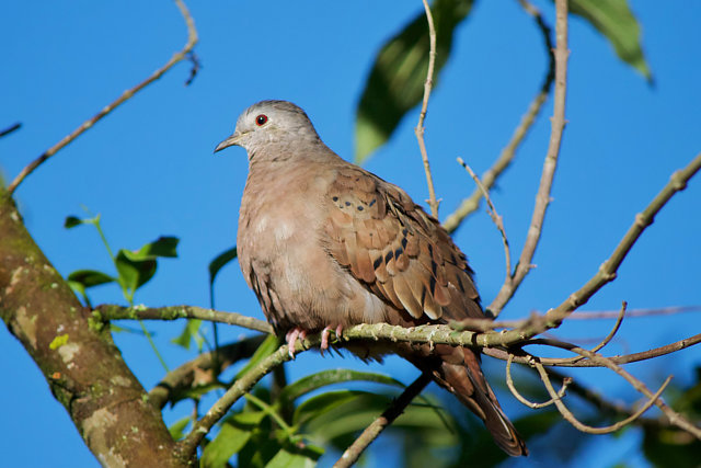 Foto rolinha-roxa (Columbina talpacoti) Por Luisa Melo | Wiki Aves - A ...