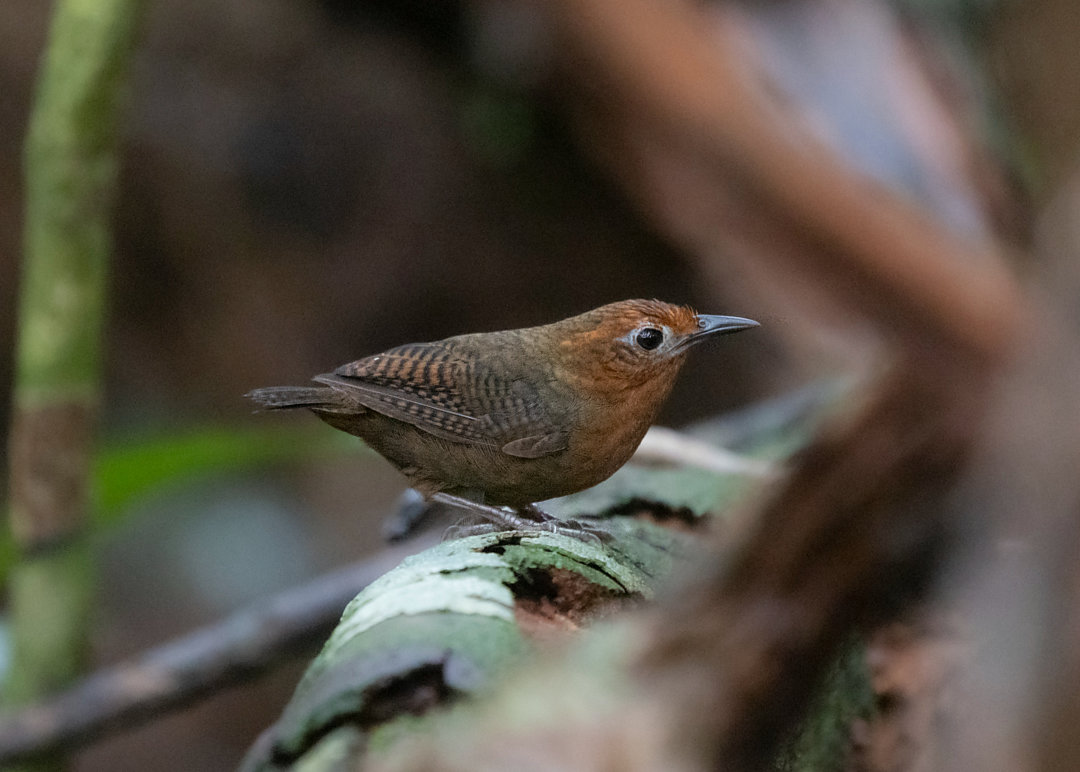 Foto uirapuru-do-imeri (Cyphorhinus transfluvialis) Por Silvia Faustino ...