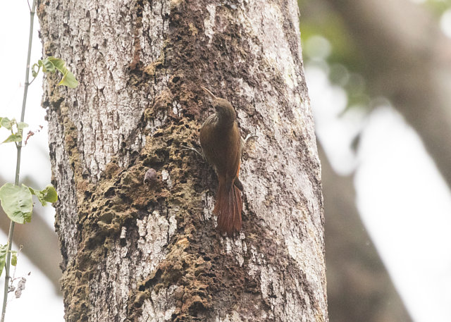 Foto arapaçu-do-duida (Lepidocolaptes duidae) Por Silvia Faustino ...