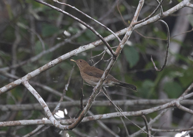 Foto sabiá-da-várzea (Turdus sanchezorum) Por Silvia Faustino Linhares ...