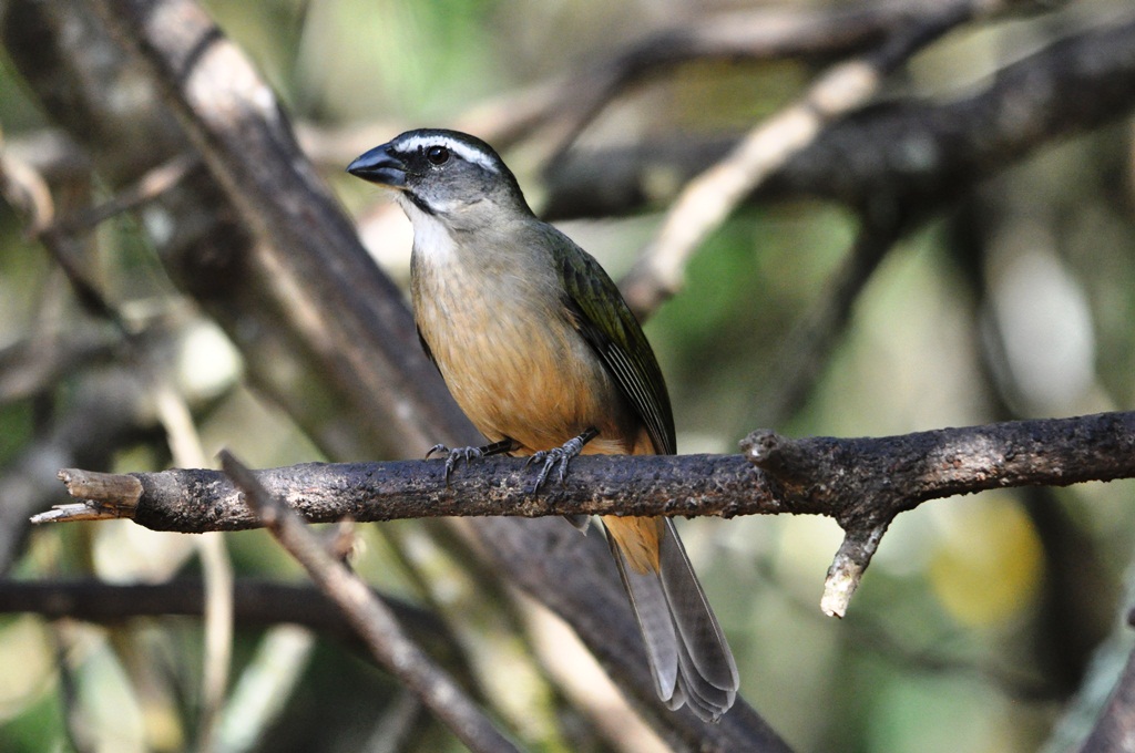 Foto trinca-ferro (Saltator similis) Por Milton Ferreira | Wiki Aves ...