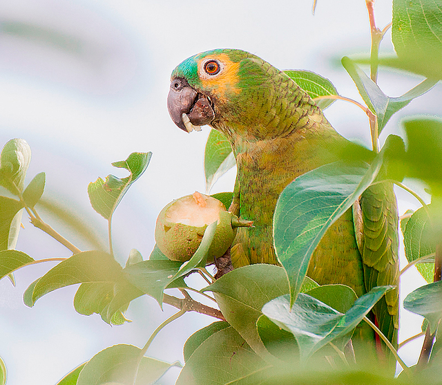 Foto papagaio-verdadeiro (Amazona aestiva) Por Frederico Swarofsky ...