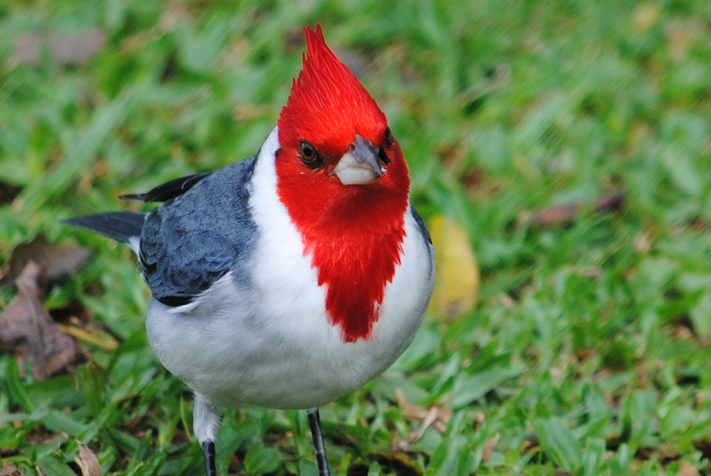 Foto cardeal (Paroaria coronata) Por Ricardo e Aline | Wiki Aves - A ...