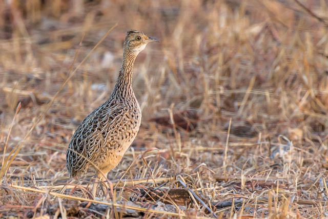 Foto codorna-amarela (Nothura maculosa) Por Paulo Fernando Bertagnolli ...