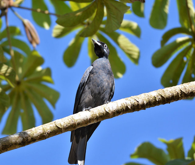 Foto anambé-pombo (Gymnoderus foetidus) Por Julio Machado | Wiki Aves ...