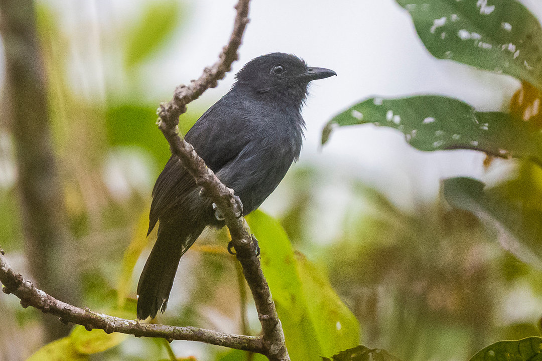 Foto choca-do-acre (Thamnophilus divisorius) Por André Dib | Wiki Aves ...