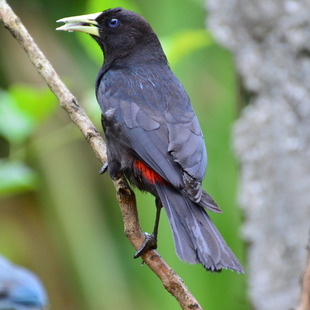 guaxe (Cacicus haemorrhous) | WikiAves - A Enciclopédia das Aves do Brasil