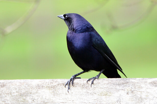 Foto chupim (Molothrus bonariensis) Por Matsushima | Wiki Aves - A ...