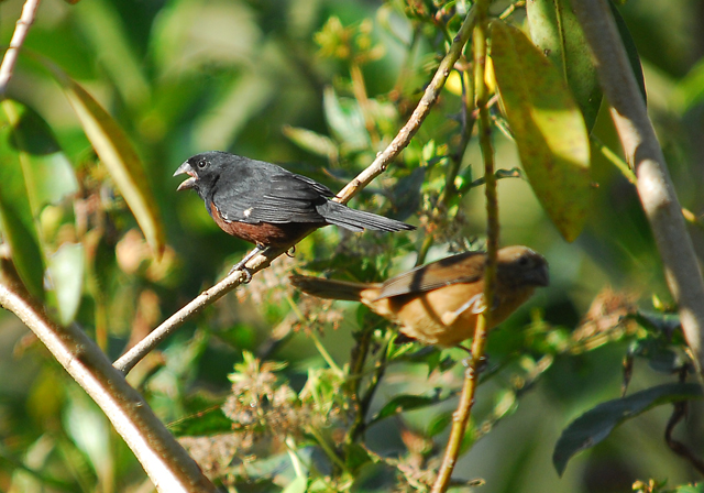 curió (Sporophila angolensis) | WikiAves - A Enciclopédia das Aves do ...