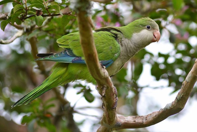 caturrita (Myiopsitta monachus) | WikiAves - A Enciclopédia das Aves do ...