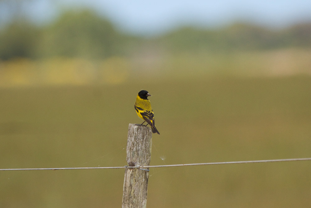 Foto pintassilgo (Spinus magellanicus) Por Cida Copriva | Wiki Aves - A ...