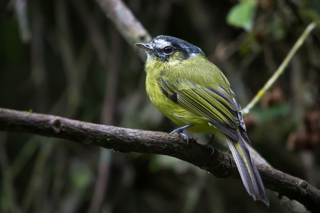 Foto barbudinho (Phylloscartes eximius) Por Andreas Oberhuber | Wiki ...