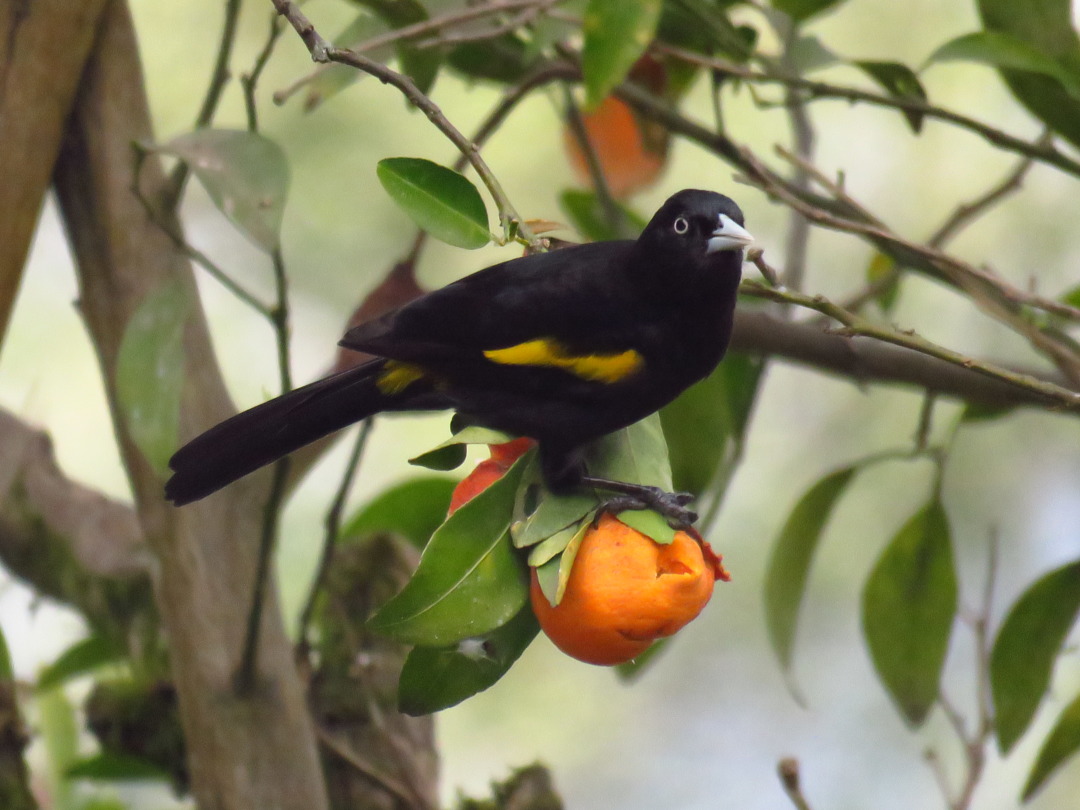 Foto tecelão (Cacicus chrysopterus) Por Jocilene Uhlmann | Wiki Aves ...