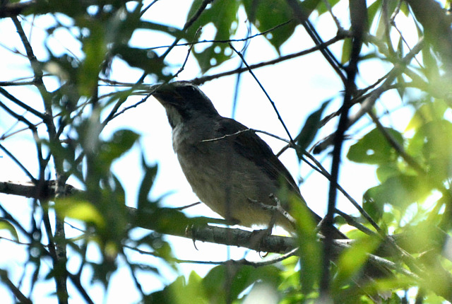Foto trinca-ferro (Saltator similis) Por Gina Bellagamba | Wiki Aves ...