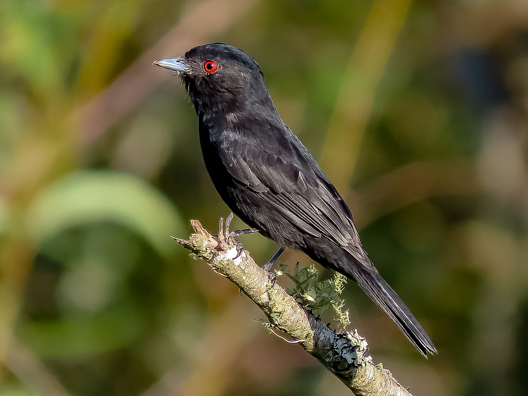 Foto maria-preta-de-bico-azulado (Knipolegus cyanirostris) Por Genival ...