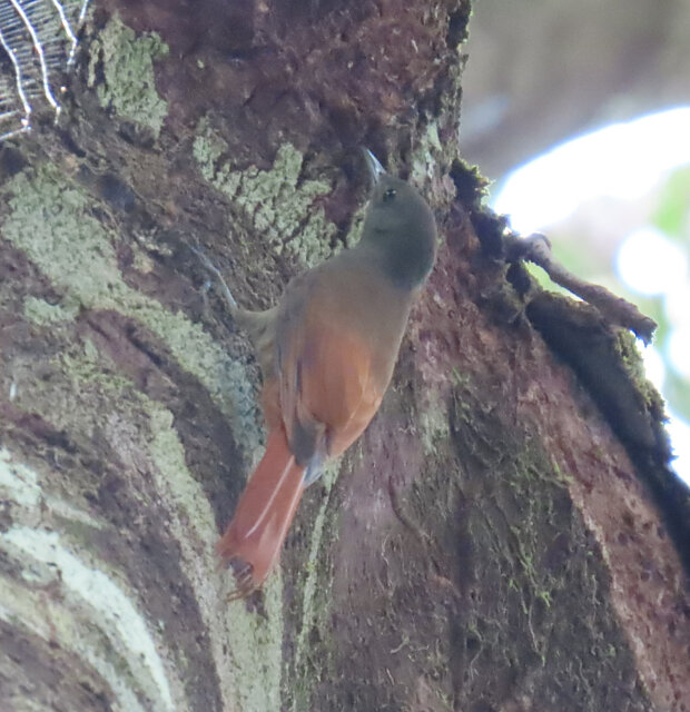 Foto arapaçu-verde (Sittasomus griseicapillus) Por Ives Vergara | Wiki ...