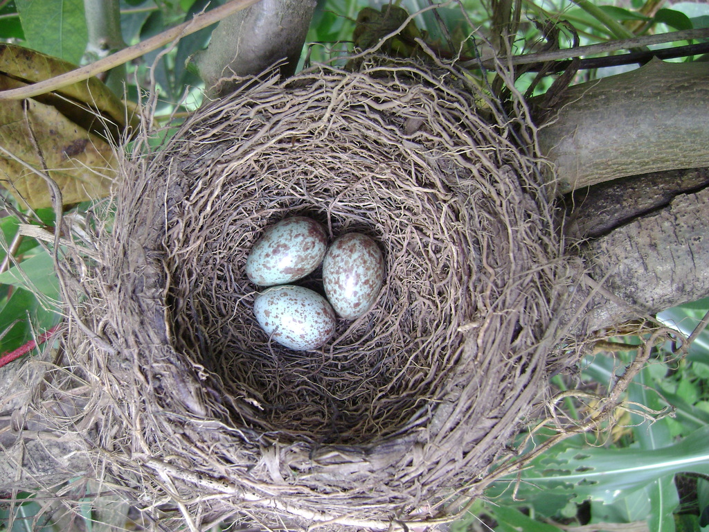 Foto sabiá-laranjeira (Turdus rufiventris) Por Taís Pires | Wiki Aves ...