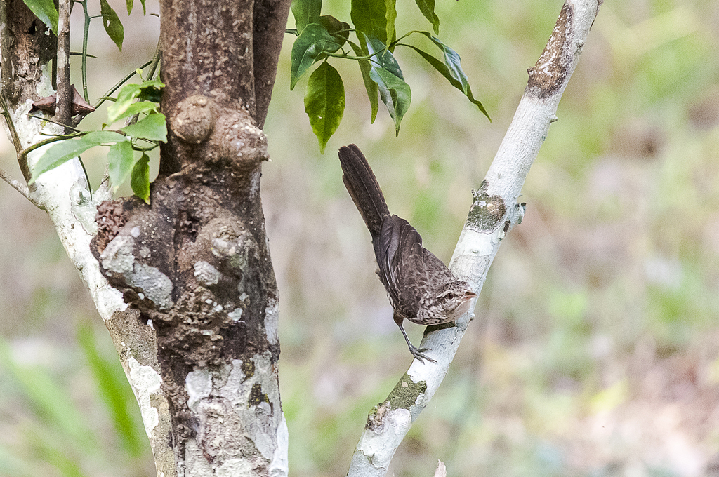 Foto catatau (Campylorhynchus turdinus) Por Walter Mello | Wiki Aves ...
