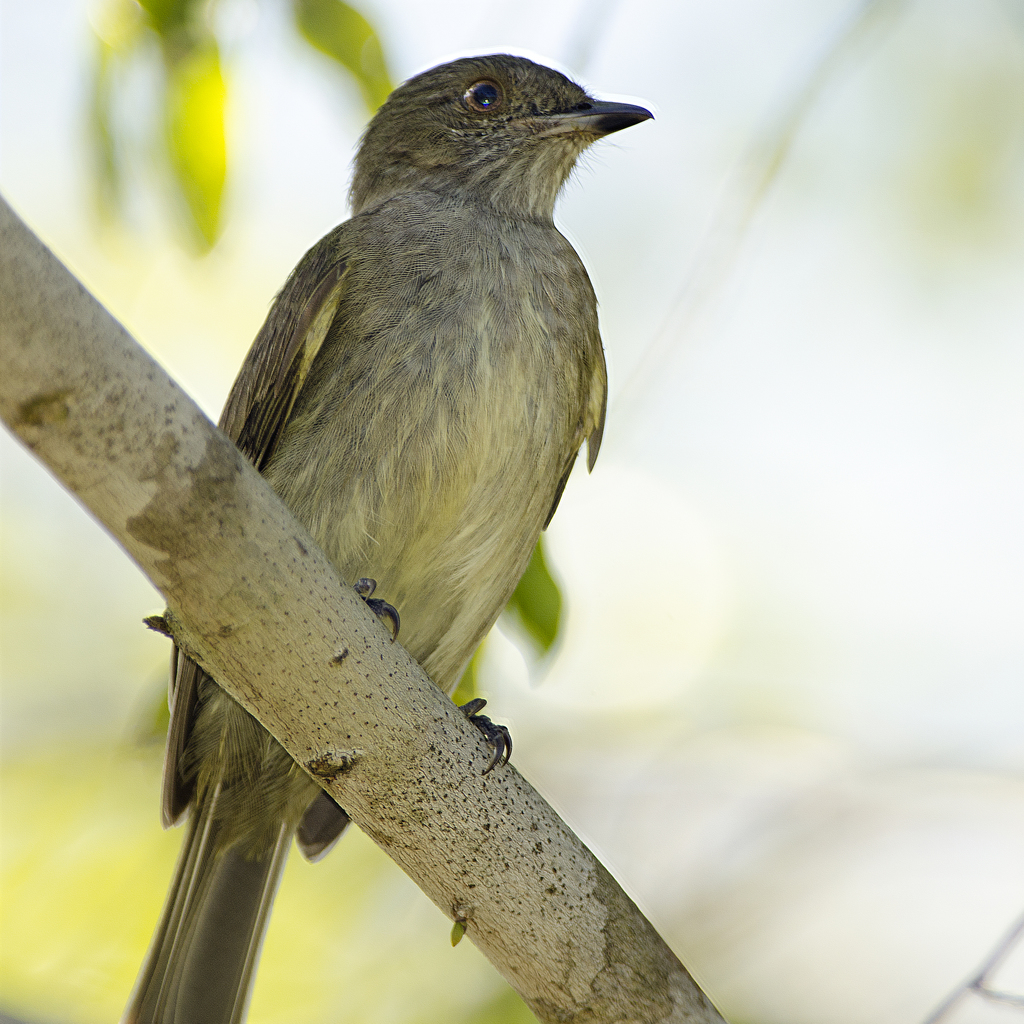 Foto fruxu-do-cerradão (Neopelma pallescens) Por Miguel Barrio Goñi ...