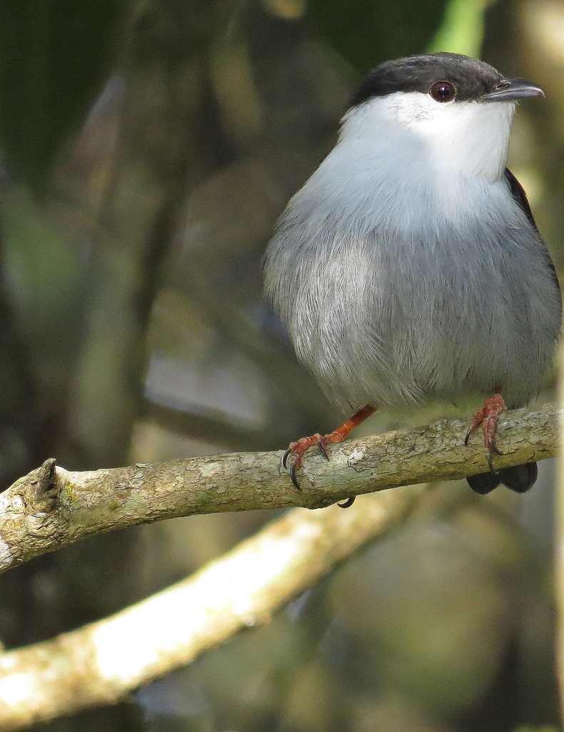 Foto rendeira (Manacus manacus) Por Aline Patricia Horikawa | Wiki Aves ...