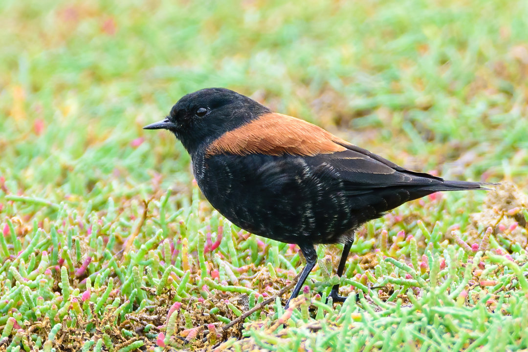 Foto colegial (Lessonia rufa) Por Ralph Hatt | Wiki Aves - A ...