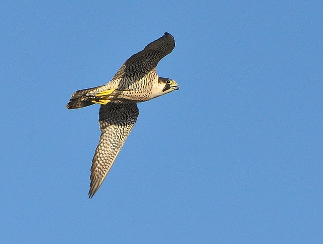 Foto falcão-peregrino (Falco peregrinus) Por Stephen Jones | Wiki Aves ...