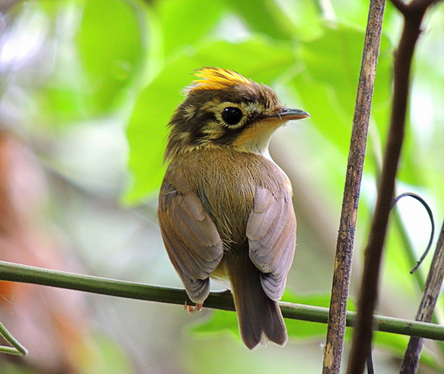 patinho (Platyrinchus mystaceus) | WikiAves - A Enciclopédia das Aves ...