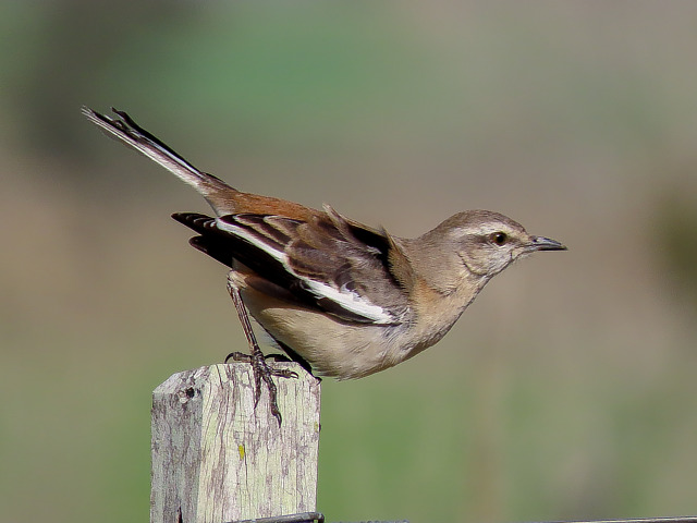 Foto calhandra-de-três-rabos (Mimus triurus) Por Genival Carvalho ...