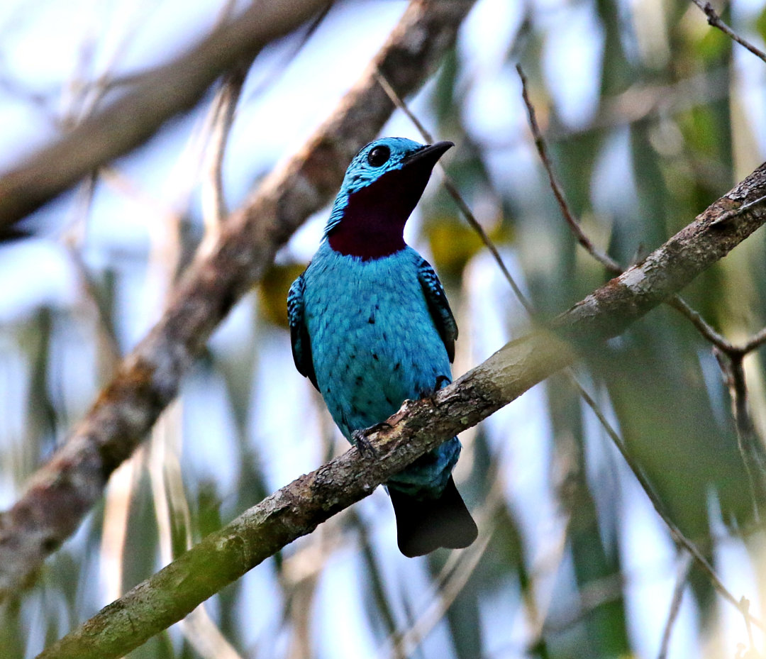 Foto anambé-azul (Cotinga cayana) Por Luiz Carlos Rocha | Wiki Aves - A ...