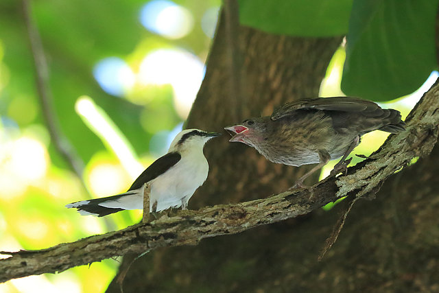 Foto chupim (Molothrus bonariensis) Por Gilvan Moreira | Wiki Aves - A ...