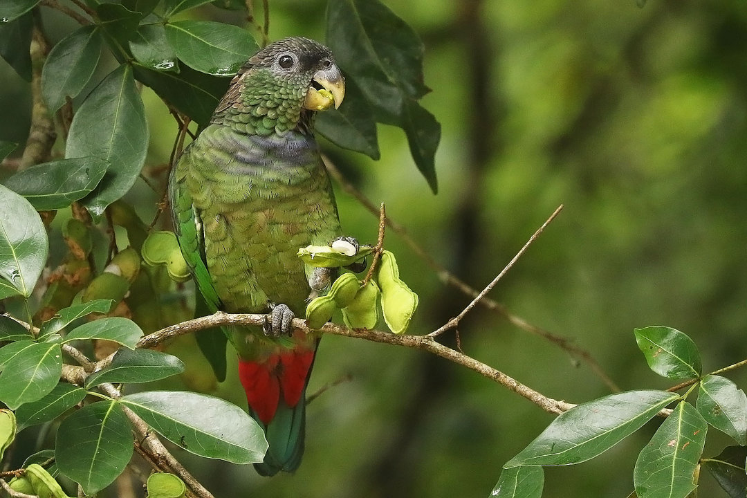 Foto maitaca-verde (Pionus maximiliani) Por Leonardo Casadei | Wiki ...