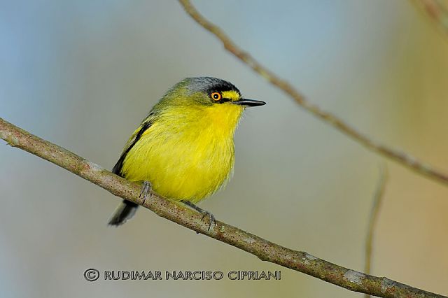 Foto teque-teque (Todirostrum poliocephalum) Por Rudimar Cipriani ...