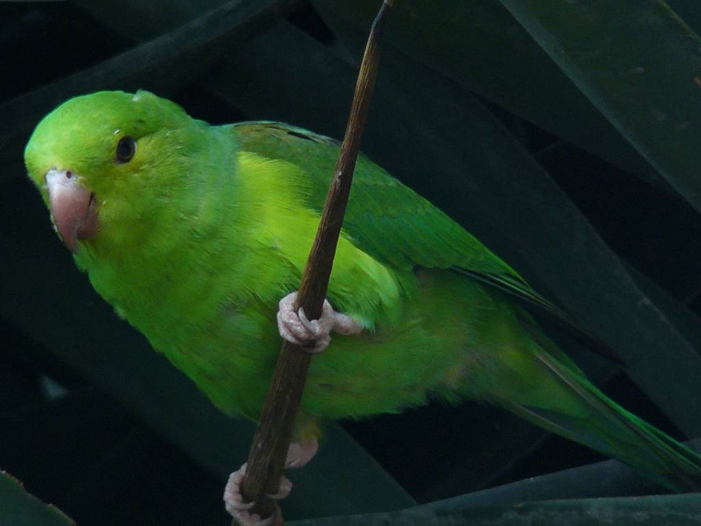 Foto periquito-rico (Brotogeris tirica) Por Evandro Pereira | Wiki Aves ...