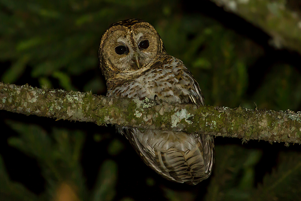 Foto coruja-listrada (Strix hylophila) Por Alexandre Gualhanone | Wiki ...