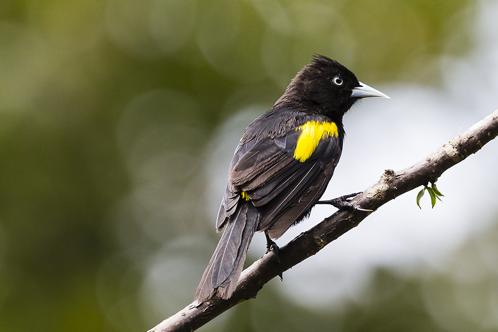 Foto tecelão (Cacicus chrysopterus) Por Thelma Gatuzzo | Wiki Aves - A ...
