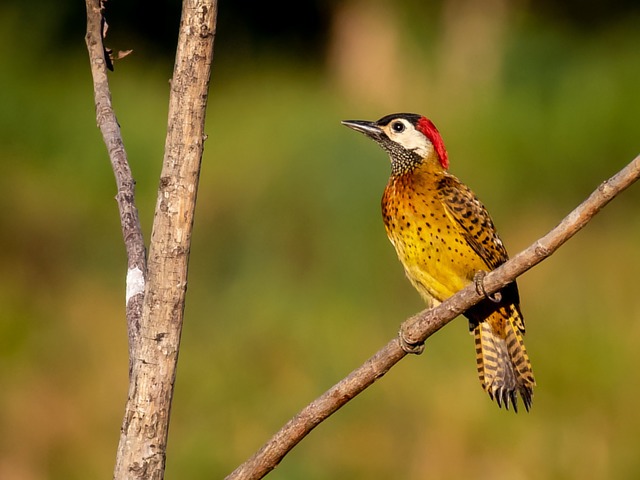 Colaptes sp. (Colaptes sp.) | WikiAves - A Enciclopédia das Aves do Brasil