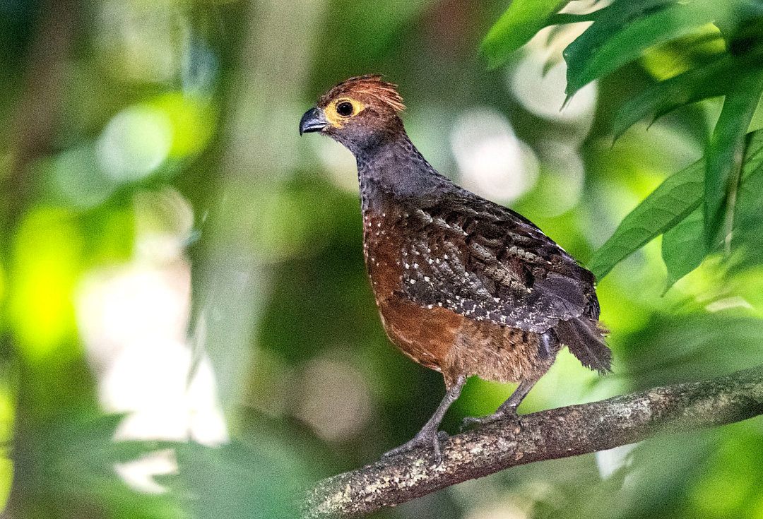 Foto uru-de-topete (Odontophorus stellatus) Por Clezio Kleske | Wiki ...