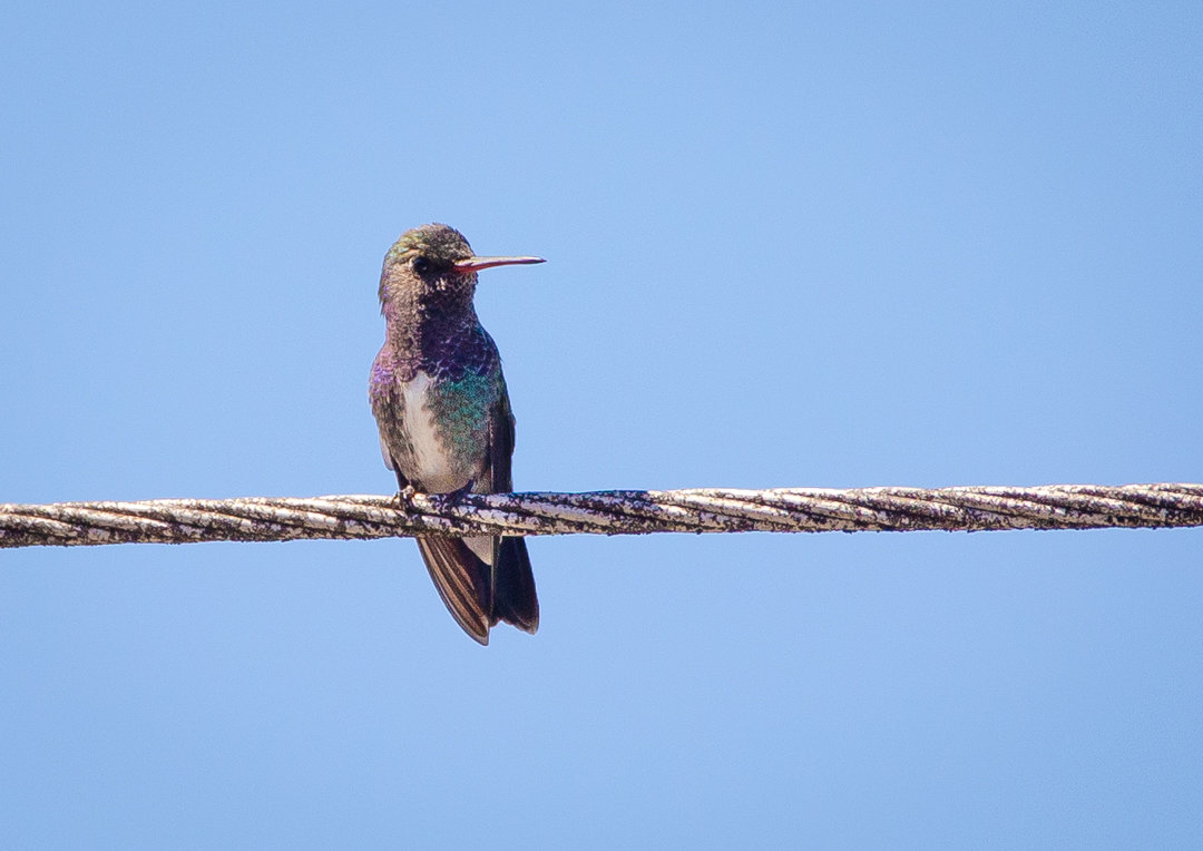 Foto beija-flor-de-peito-azul (Chionomesa lactea) Por Daniel Mello ...