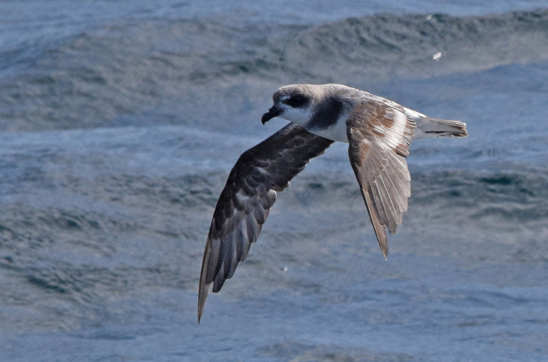 Foto grazina-delicada (Pterodroma mollis) Por Francisco Luiz Vicentini Neto | Wiki Aves - A ...