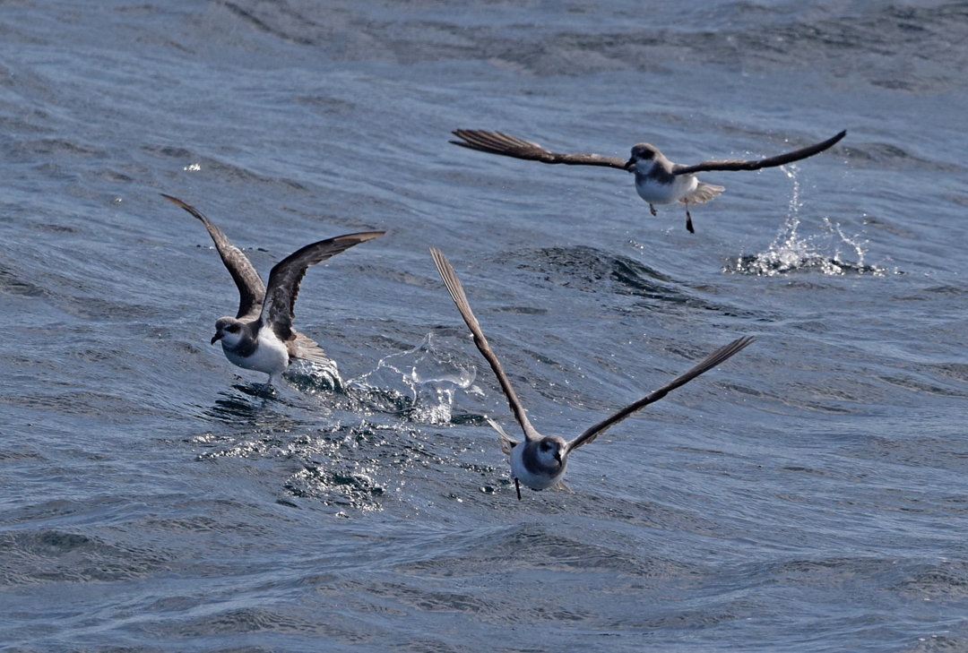 Foto grazina-delicada (Pterodroma mollis) Por Francisco Luiz Vicentini Neto | Wiki Aves - A ...